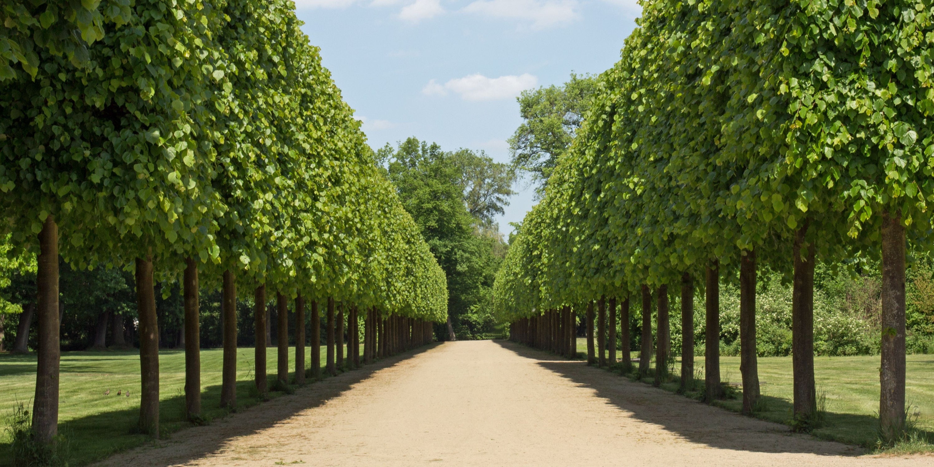 Avenue of Trees: How Can I Use Pleached Trees in Garden Design ...