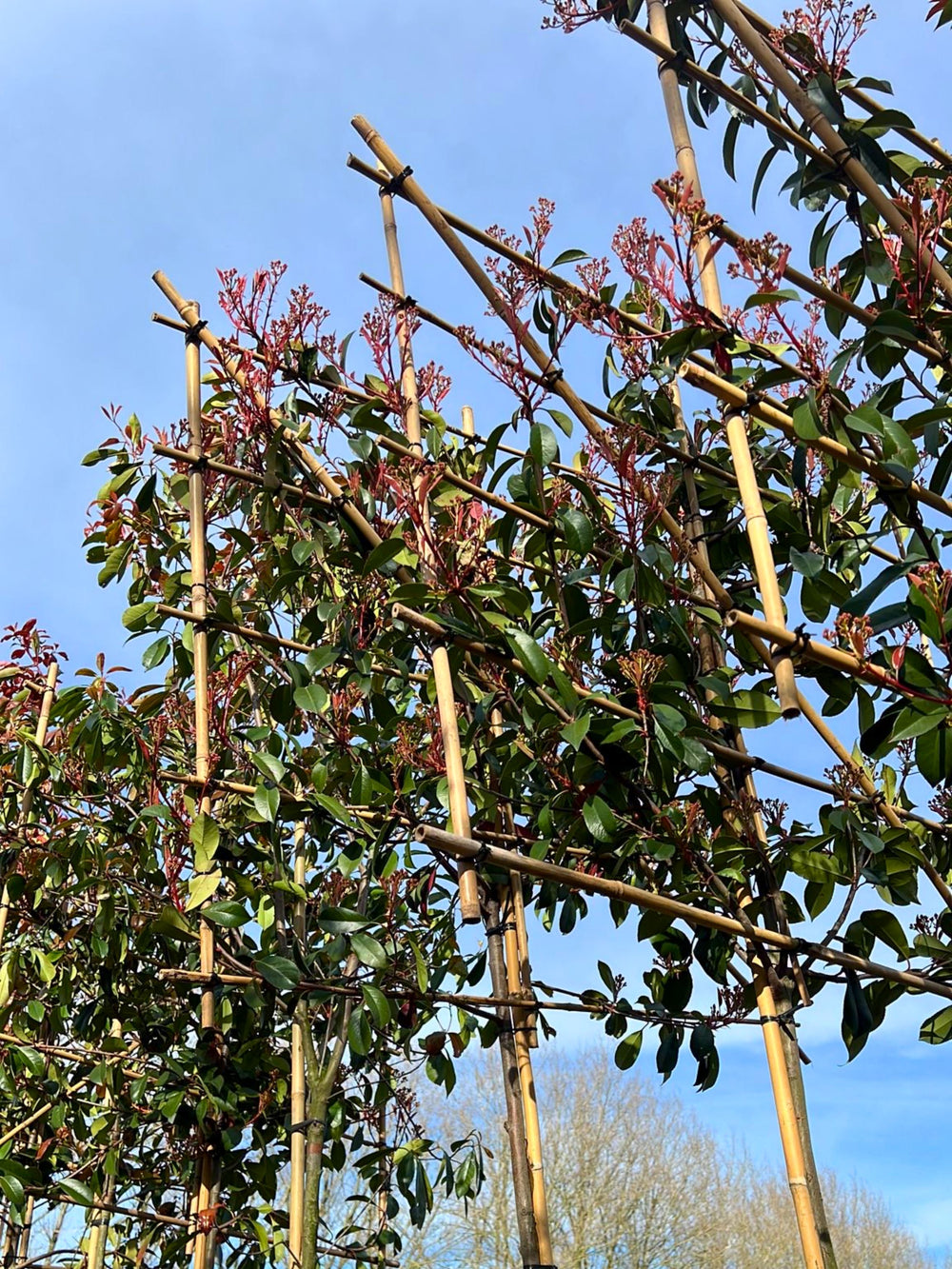 The Complete Guide to Pleached Trees | Pleached Trees for Sale in the ...