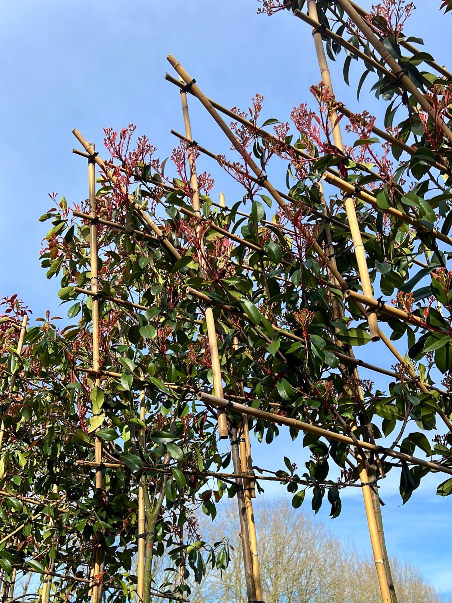 The Complete Guide to Pleached Trees | Pleached Trees for Sale in the ...