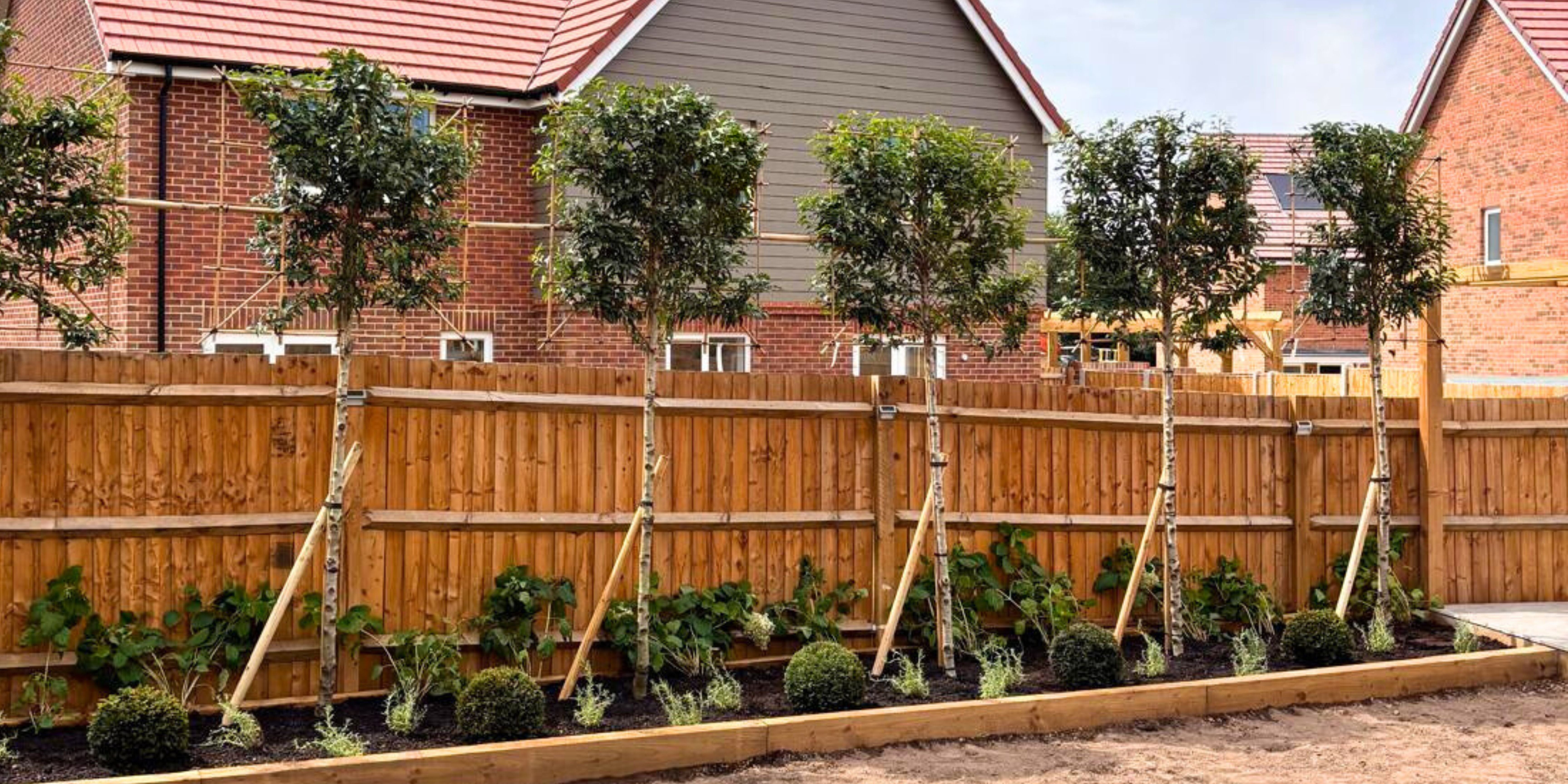 Overlooked New Build: Creating Privacy in a Modern Garden | Pleached ...