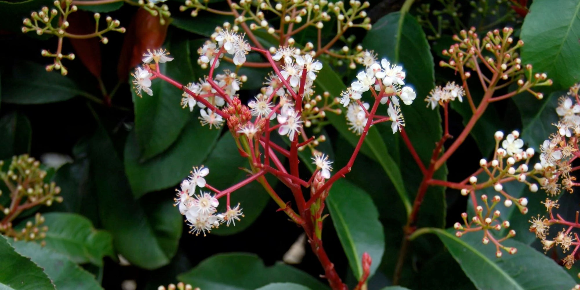 Pleached Red Robin Photinia | Premium Privacy Trees UK | Pleached Trees ...