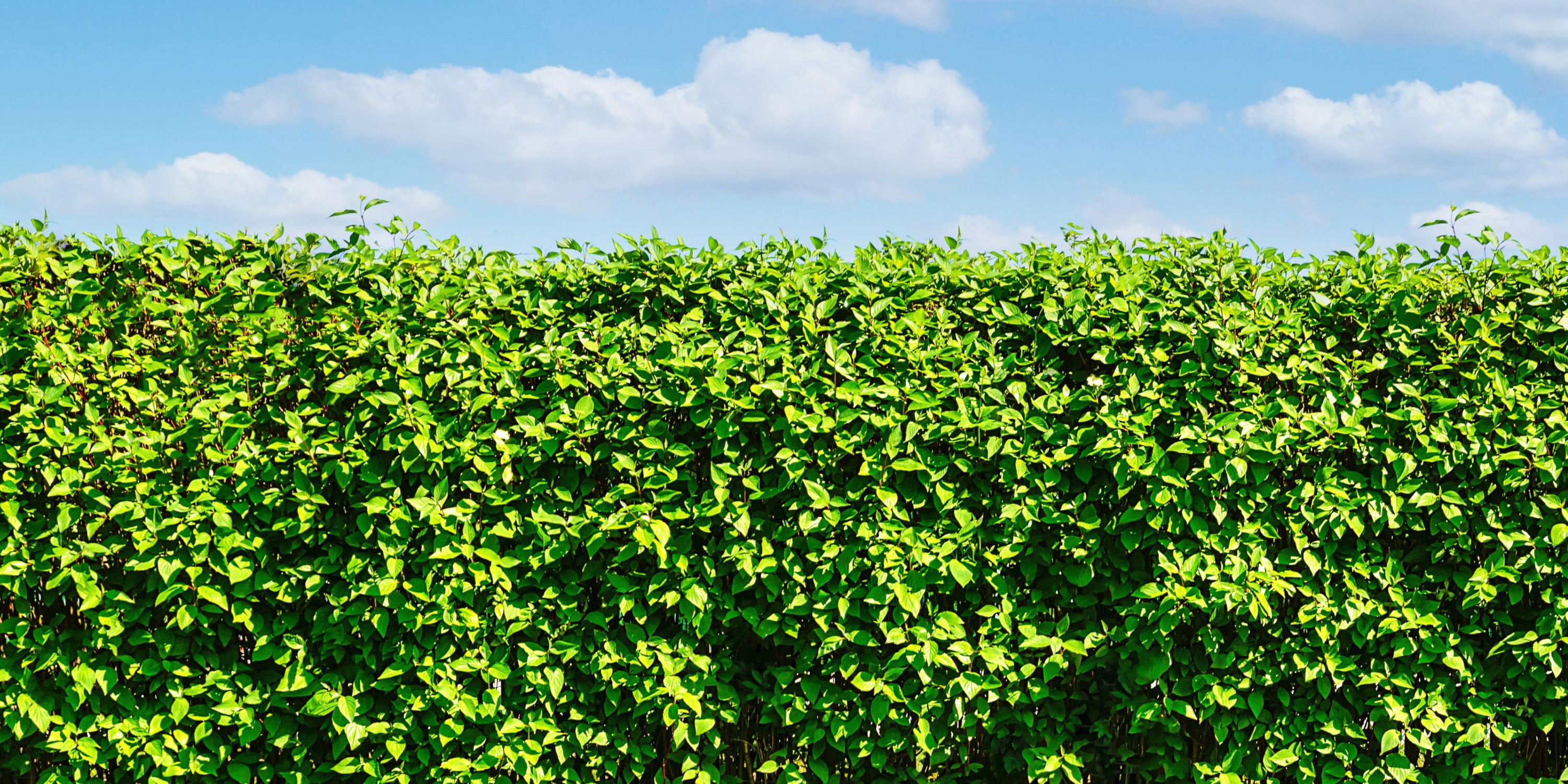 Pleached Trees vs. Hedging: Which Is Best for Your Garden? | Pleached ...
