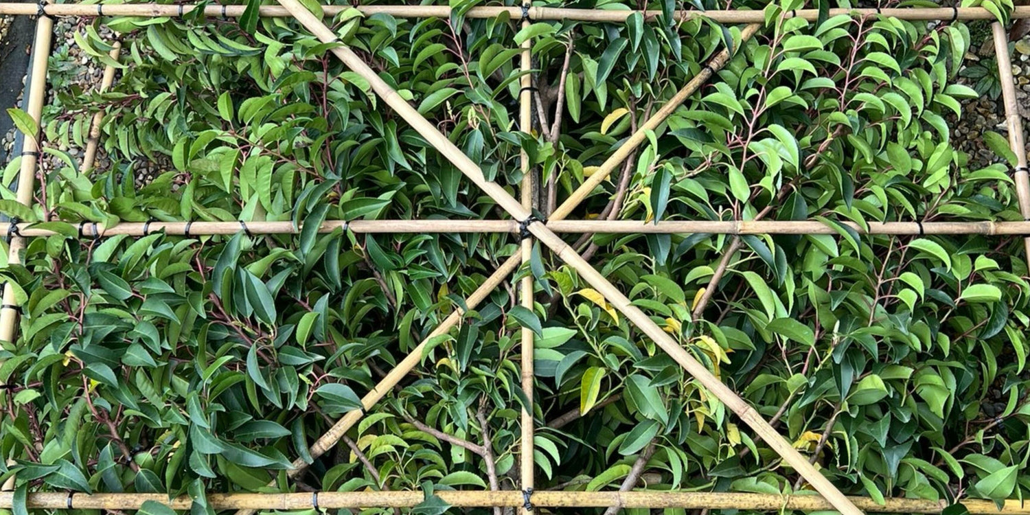 Purposeful Pleaching: Why Pleach Trees? | Pleached Trees for Priavcy ...