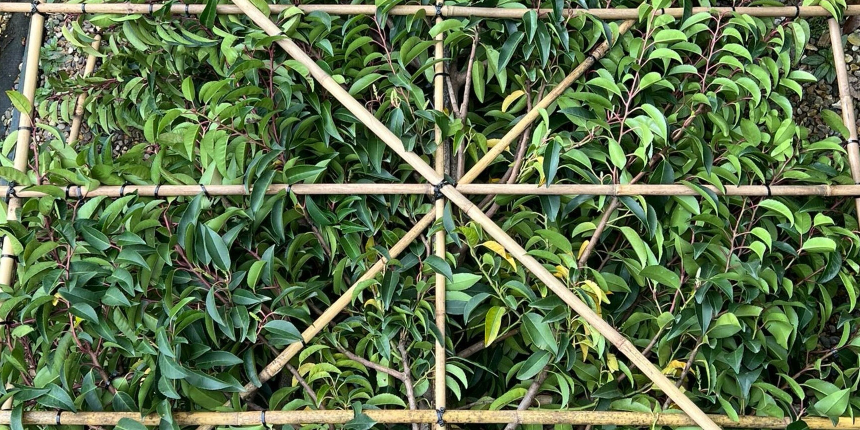 Purposeful Pleaching: Why Pleach Trees? | Pleached Trees for Priavcy ...