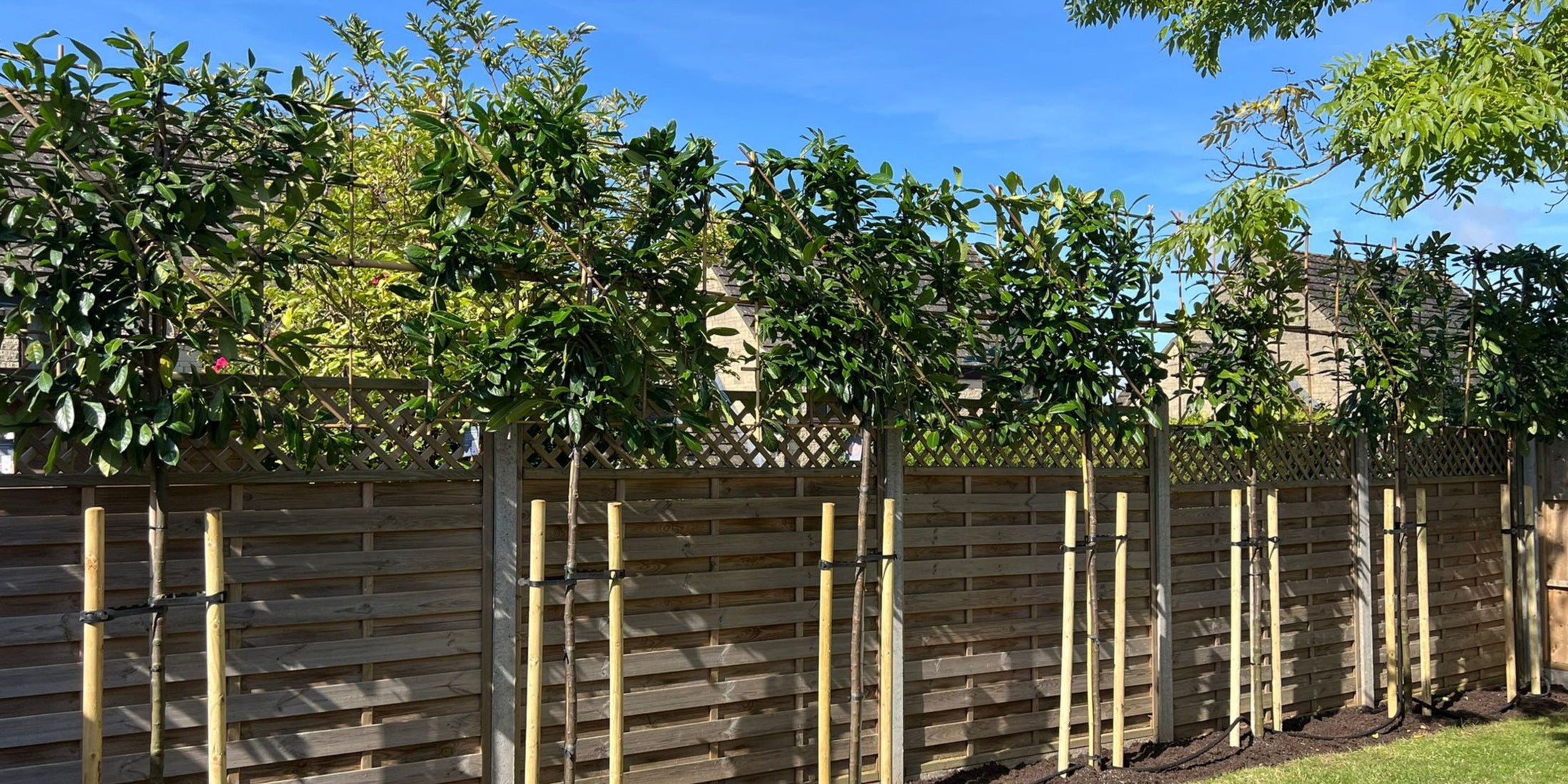 Selection Guide: The Top 25 Best Pleached Trees for Privacy | Pleached ...