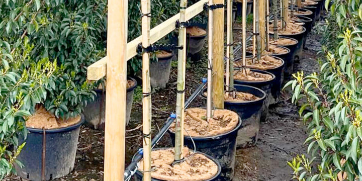 The Complete Guide to Pleached Trees | Pleached Trees for Priavcy ...