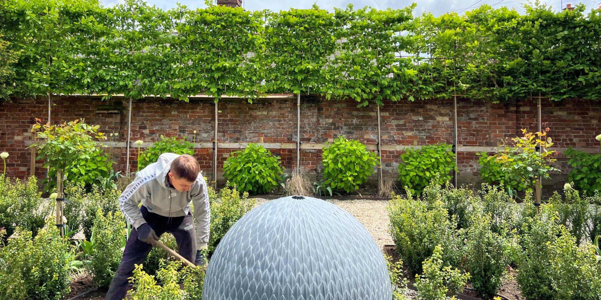 Buy Pleached Trees Online With Free Delivery | Just Pleachy