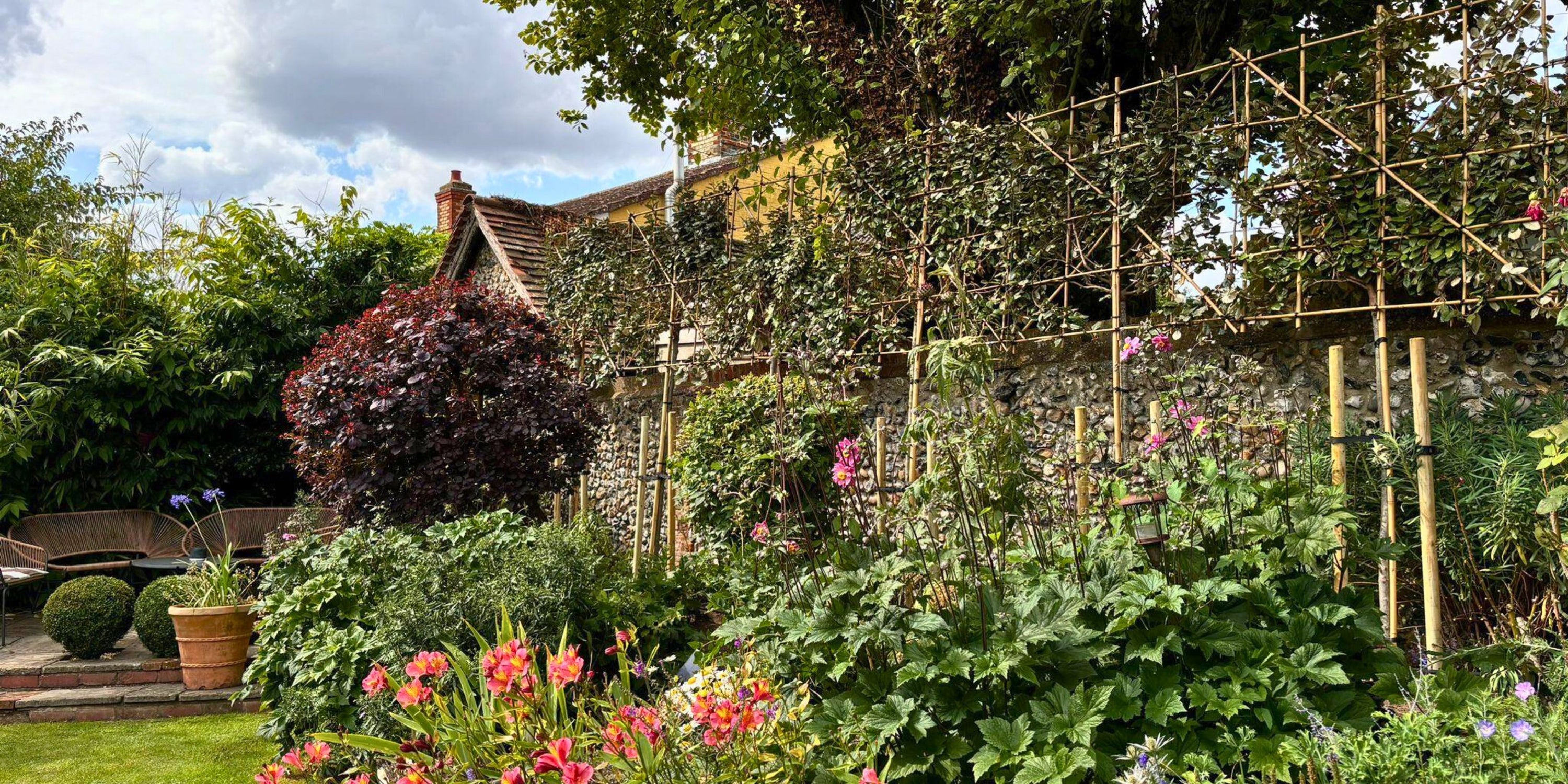 Pleached Trees for Sale in the UK | Free Delivery | Just Pleachy ...