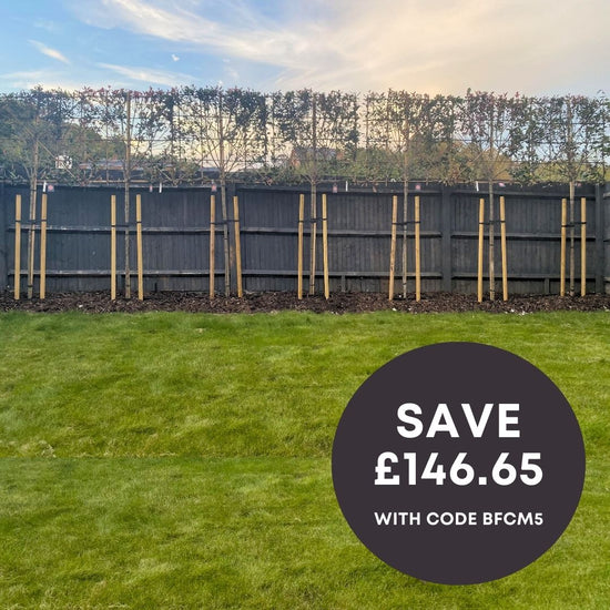 Buy Pleached Trees Online With Free Delivery | Just Pleachy