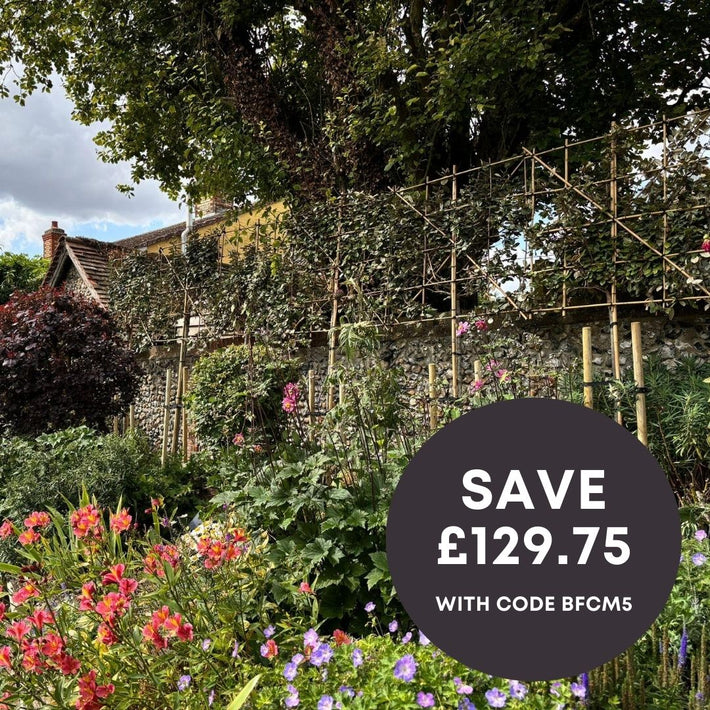 Buy Pleached Trees Online With Free Delivery | Just Pleachy