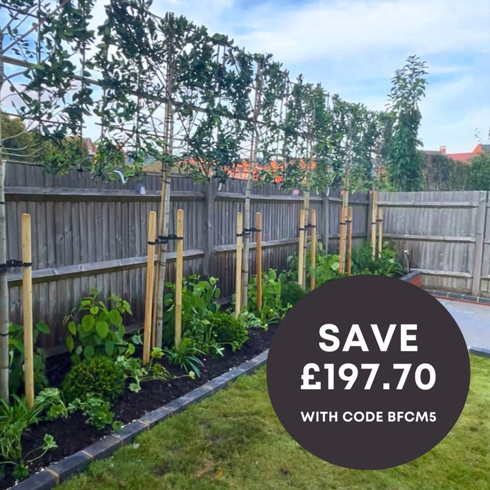 Buy Pleached Trees Online With Free Delivery | Just Pleachy