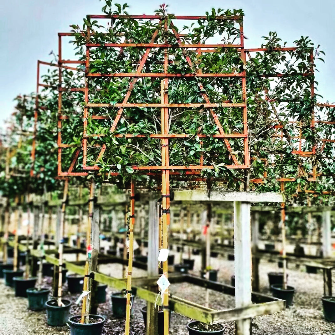 Just Pleachy | The Pleached Tree People | Trees for Privacy Screening