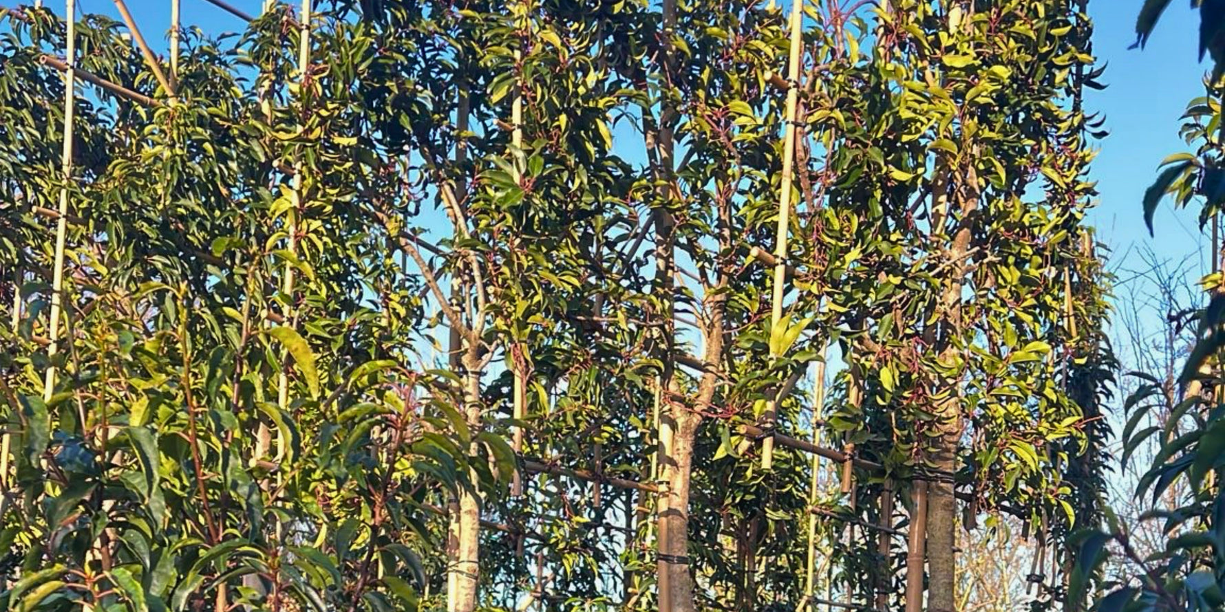Pleached Trees for Sale in the UK | Free Delivery | Just Pleachy