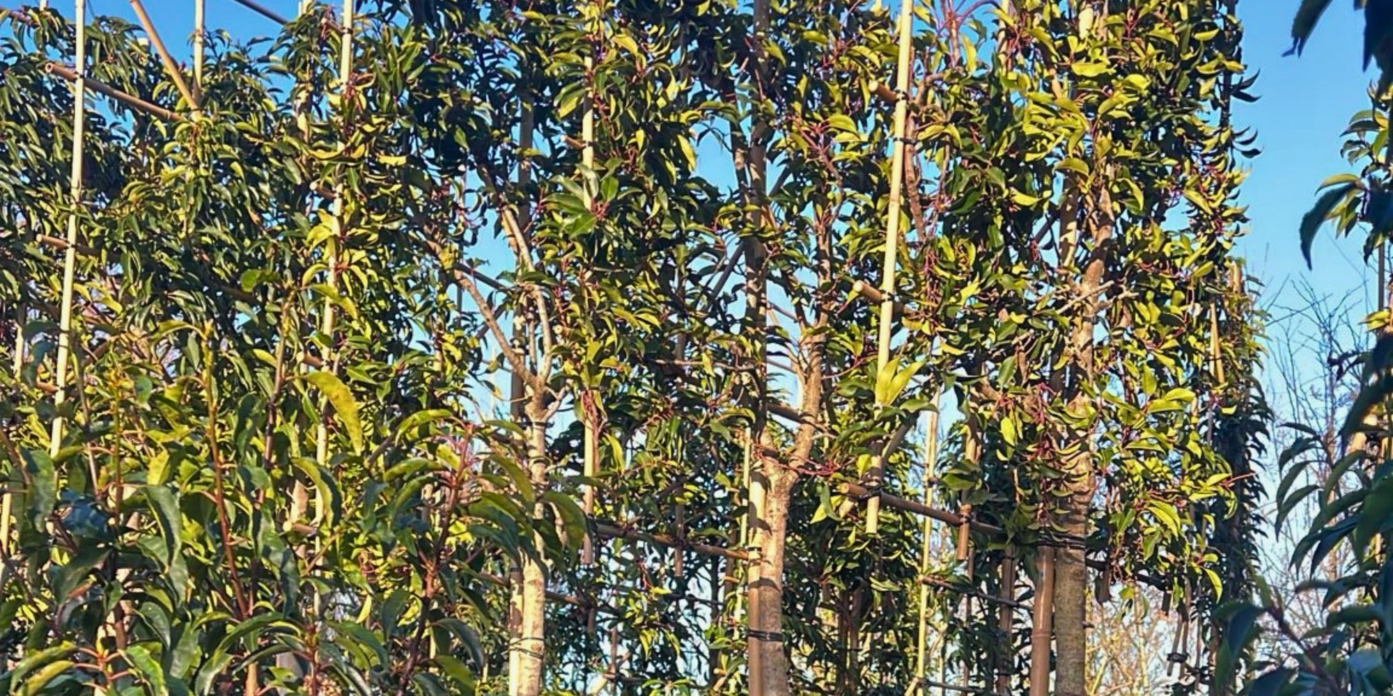 Pleached Trees for Sale in the UK | Free Delivery | Just Pleachy