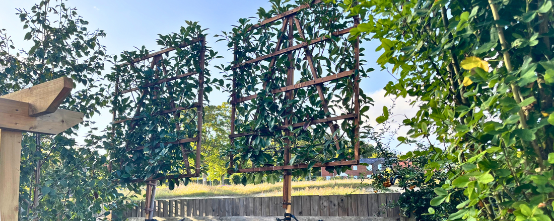 Just Pleachy | The Pleached Tree People | Trees for Privacy Screening
