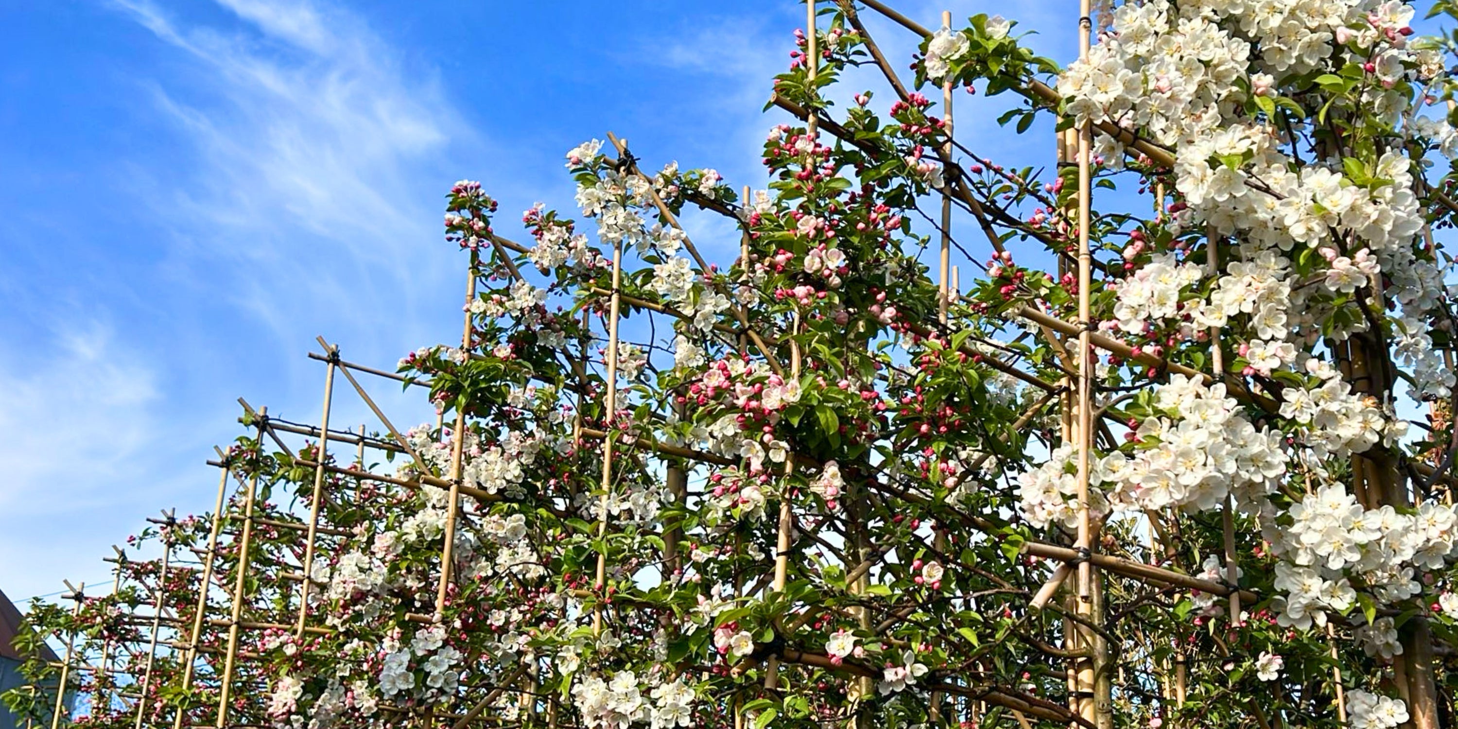 Pleached Trees for Sale in the UK | Free Delivery | Just Pleachy ...