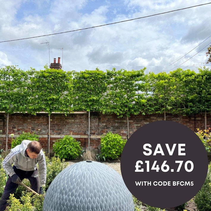 Buy Pleached Trees Online With Free Delivery | Just Pleachy