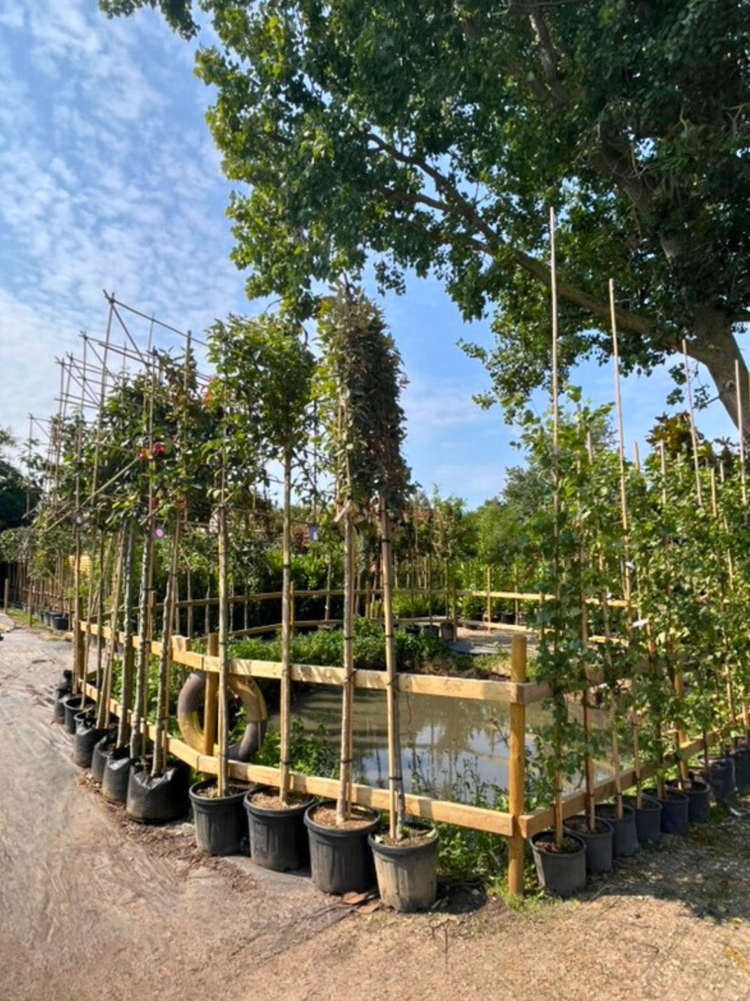 Free Consultation from our Pleached Tree Specialists | Pleached Trees ...