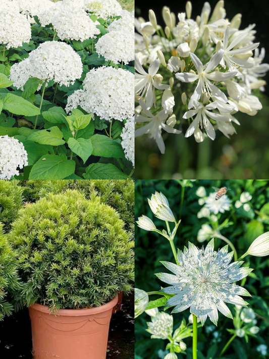 Underplanting for Pleached Trees | Pleached Trees & Ready-made Borders ...