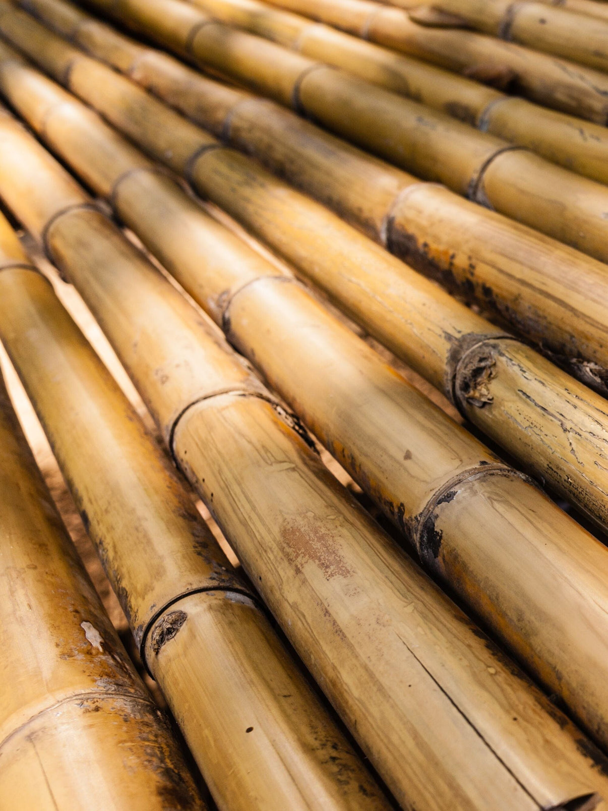 Bamboo Scaffold | Suitable for up to 2 Trees | Pleached Trees for ...