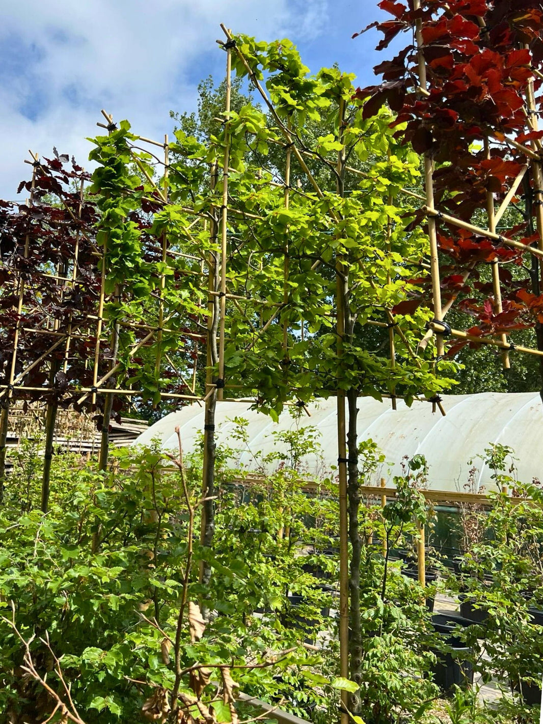 Free Consultation from our Pleached Tree Specialists | Pleached Trees ...