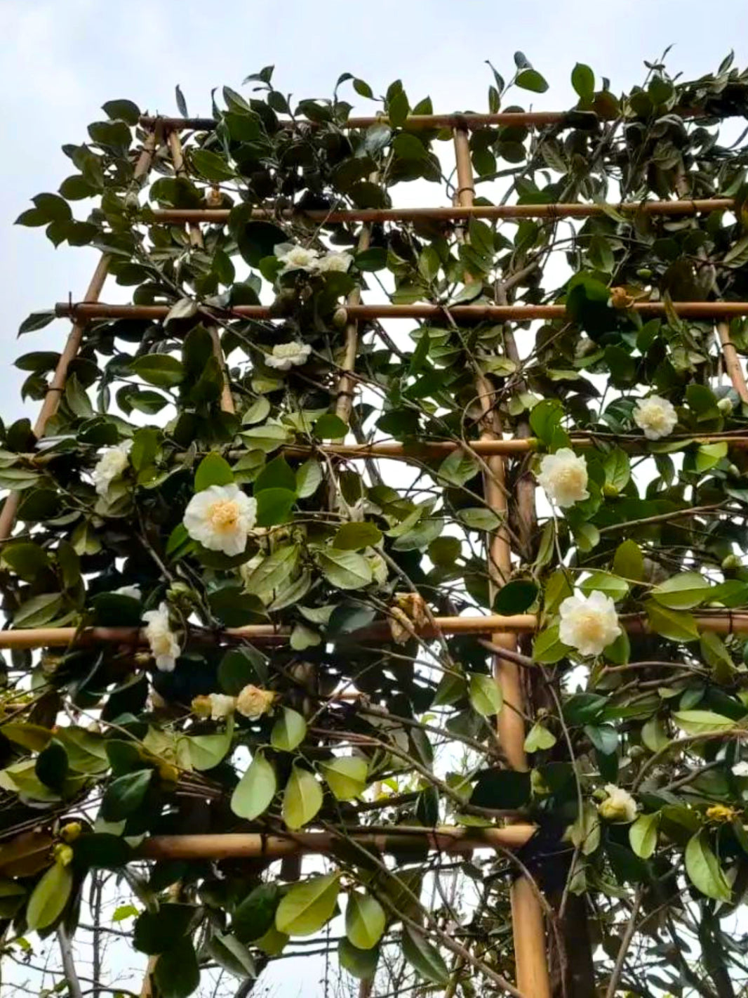 Evergreen Pleached Trees for Sale in the UK | Free Delivery | Pleached ...