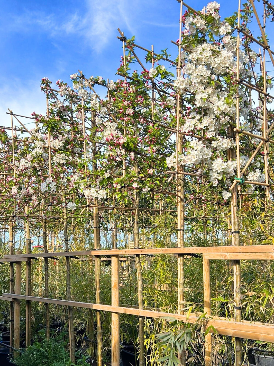 Free Consultation from our Pleached Tree Specialists | Pleached Trees ...