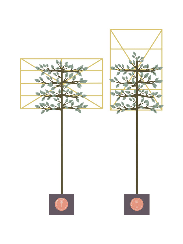 Custom Pleaching | Pleached Trees for Sale in the UK | Just Pleachy ...