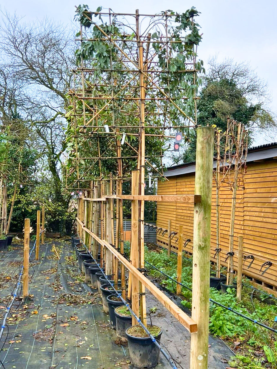 Evergreen Pleached Trees | Pleached Trees for Priavcy Screening and ...