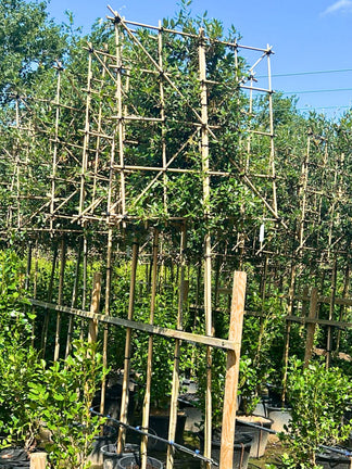 Holm Oak Pleached Tree [Quercus ilex] for Privacy Screening | Freshly ...