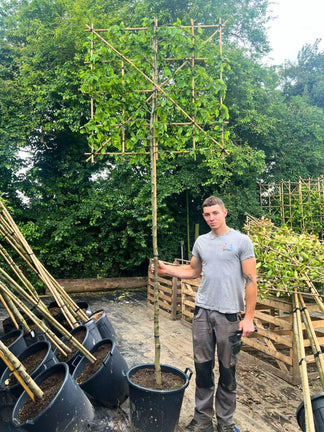 Hornbeam Pleached Tree [Carpinus betulus] for Privacy Screening | Fres ...