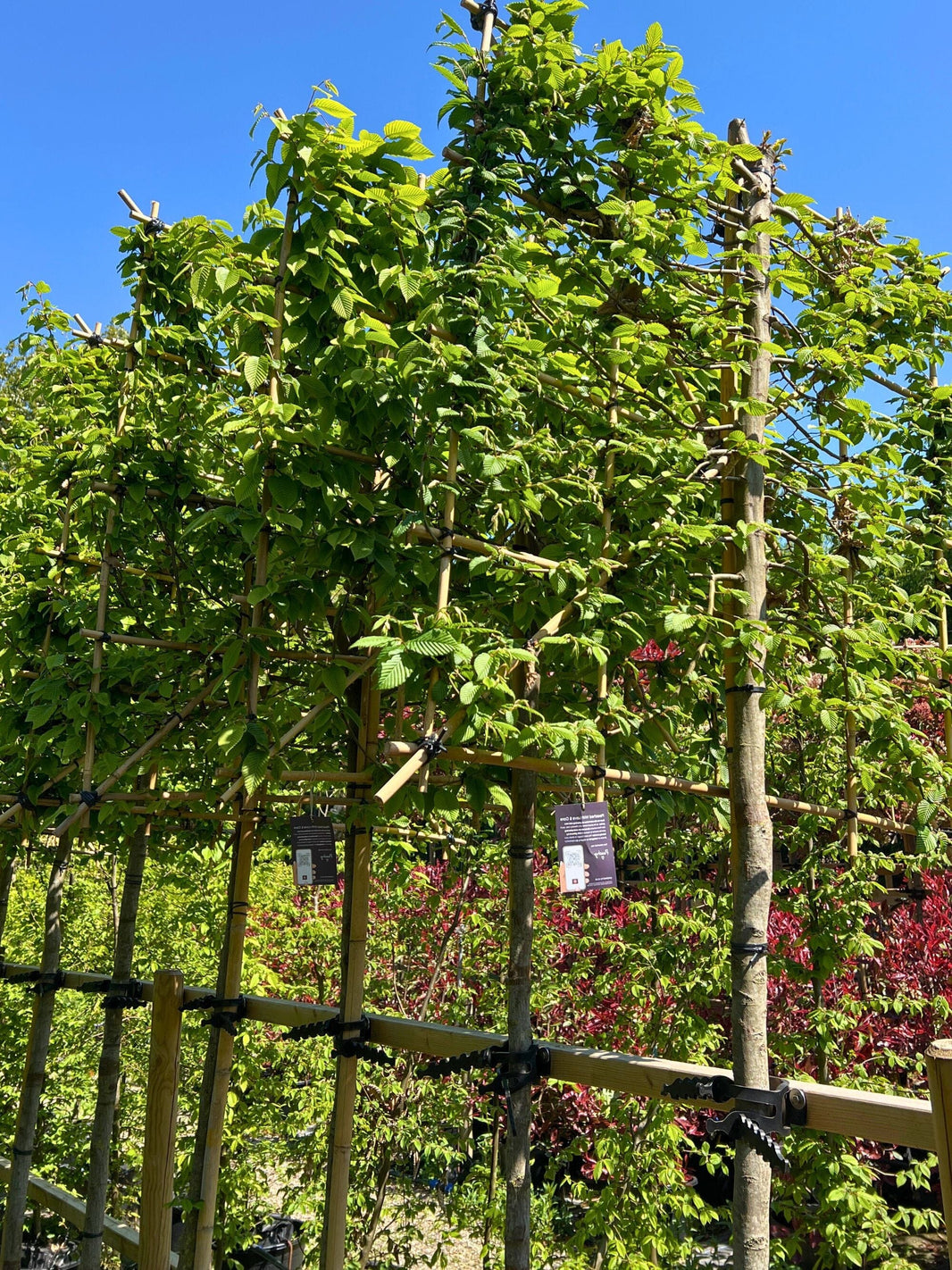 Pleached Trees for Sale in the UK | Pleached Trees for Sale in the UK ...