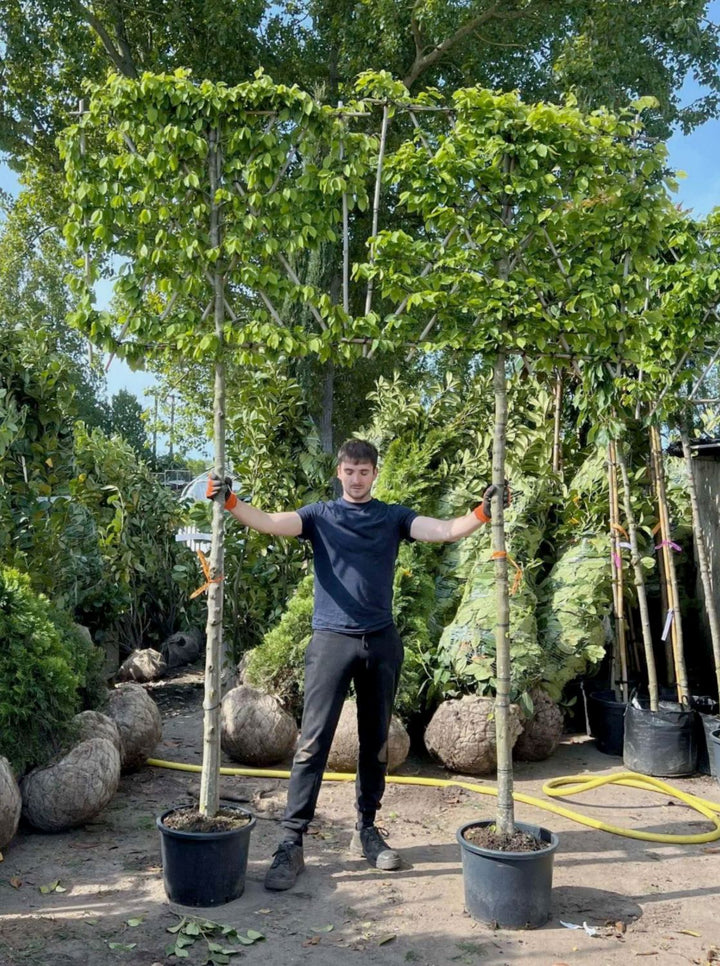 Pleached Trees for Sale in the UK | Free Delivery | Just Pleachy