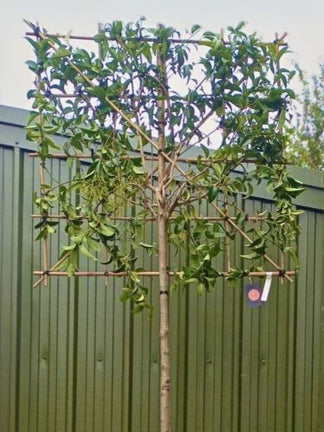 Japanese Privet Pleached Tree [Ligustrum japonicum] for Privacy Screen ...