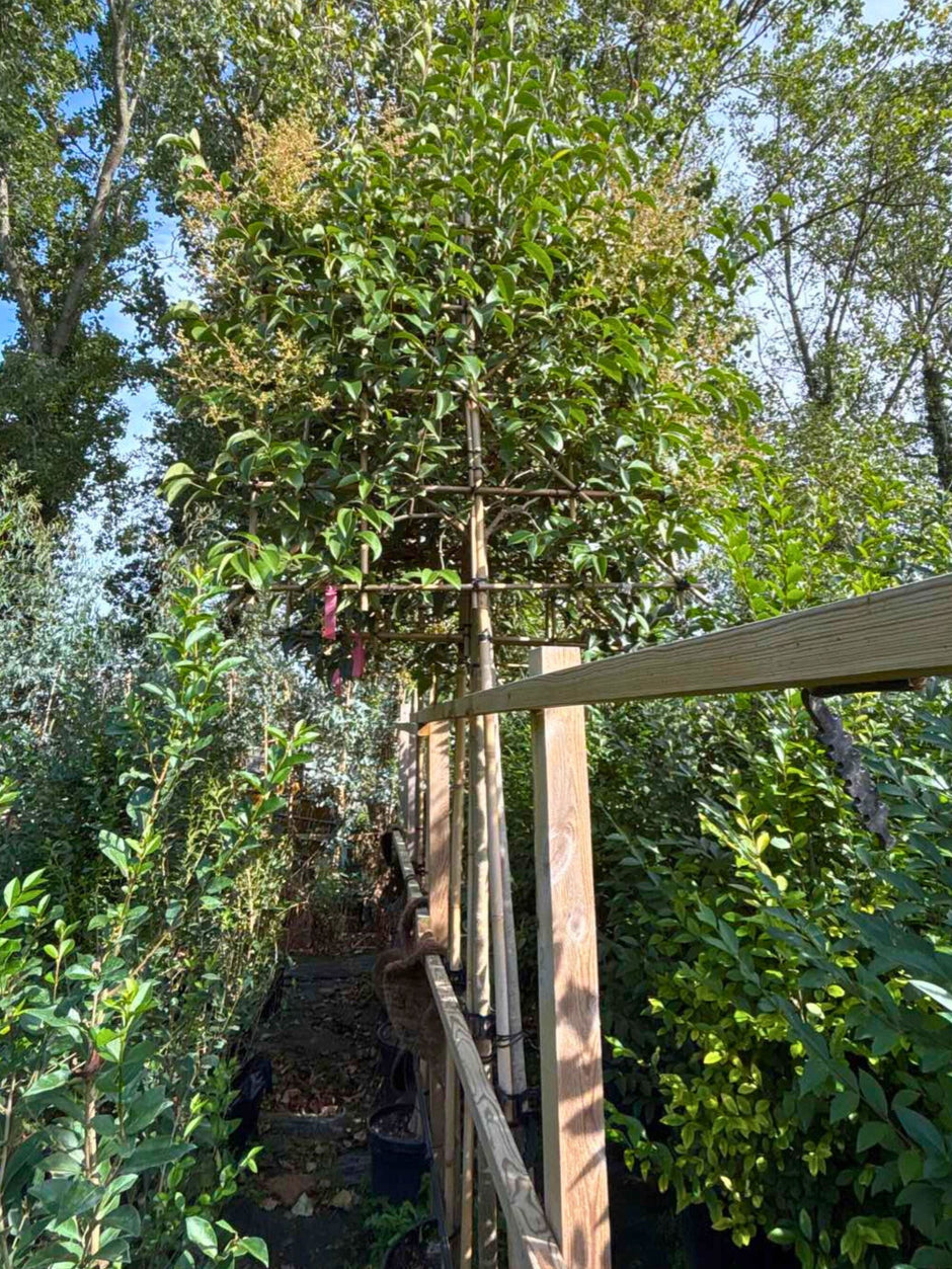 Pleached Trees for Sale in the UK | Pleached Trees for Sale in the UK ...