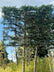Leyland Cypress Pleached Tree [× Cuprocyparis leylandii] for Privacy S ...