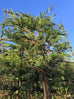 Leyland Cypress Pleached Tree [× Cuprocyparis leylandii] for Privacy S ...