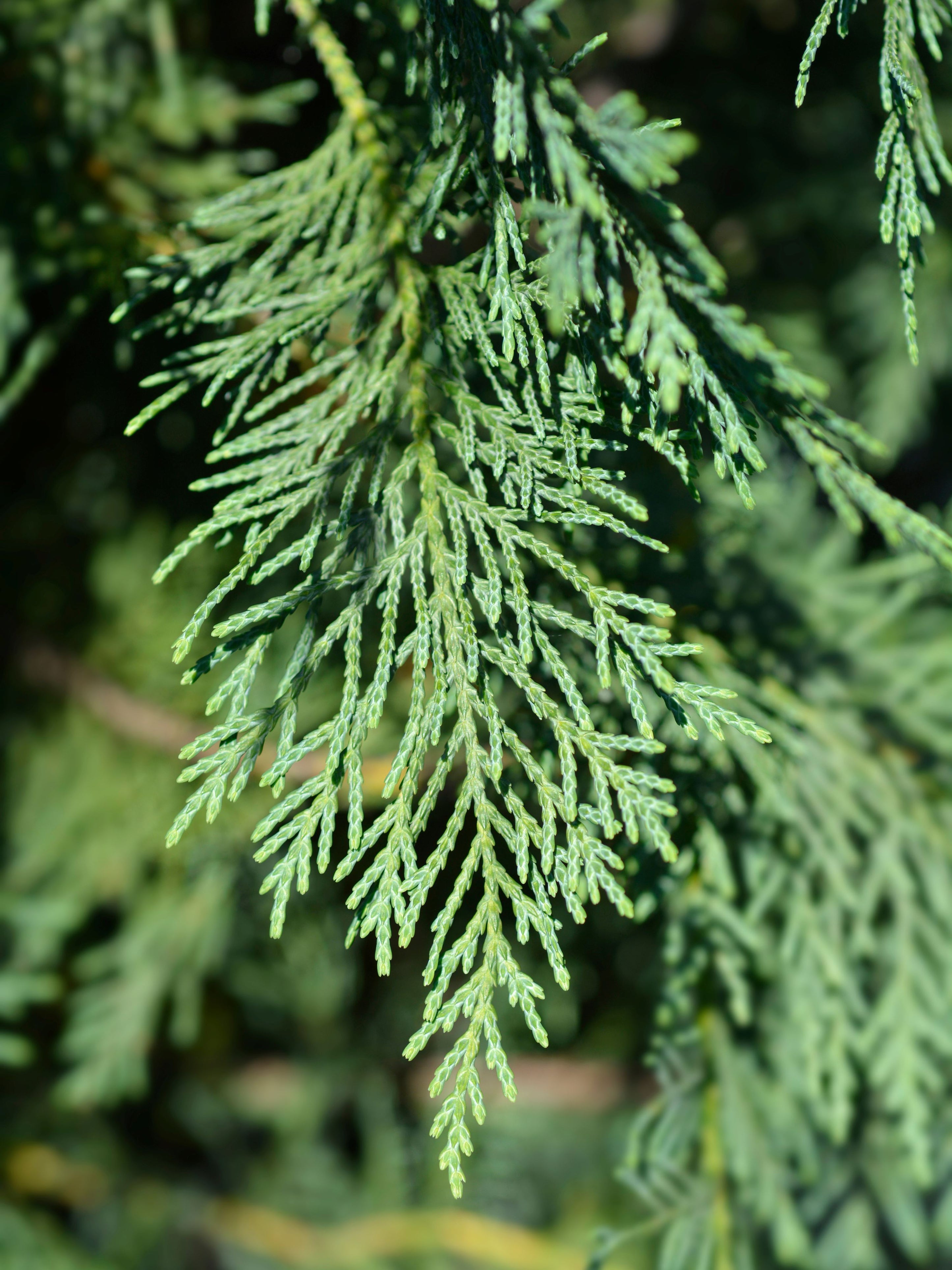 Leyland Cypress Pleached Tree [× Cuprocyparis leylandii] for Privacy S ...