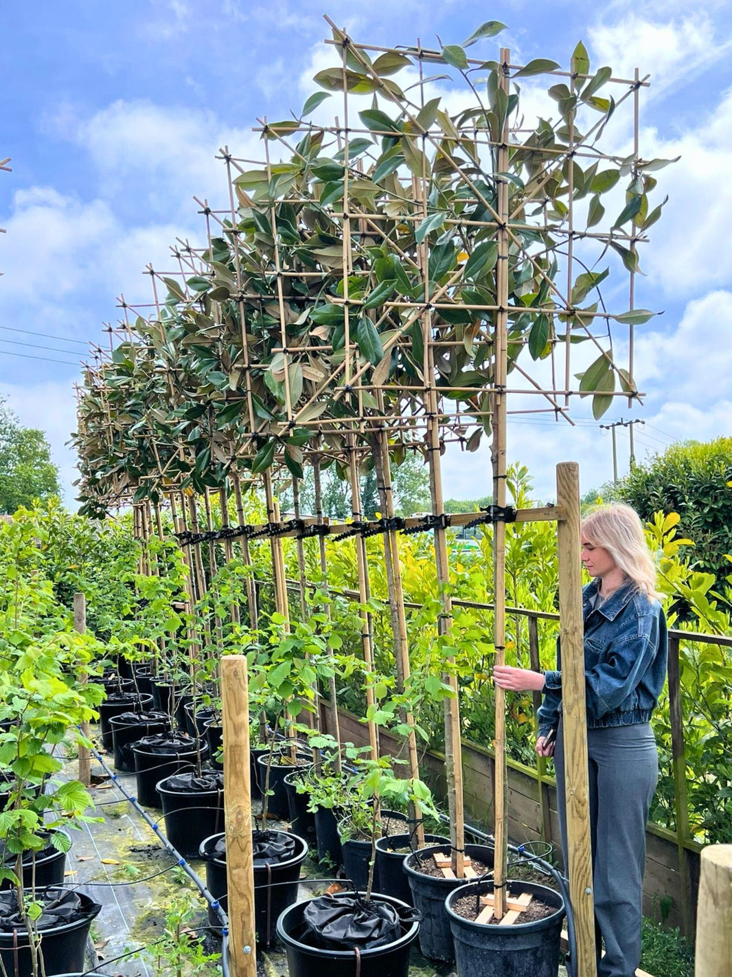 Evergreen Pleached Trees for Sale in the UK | Free Delivery | Pleached ...