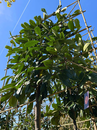 Novita Cherry Laurel Pleached Tree [Prunus laurocerasus 'Novita'] for ...