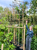 Novita Cherry Laurel Pleached Tree [Prunus laurocerasus 'Novita'] for ...