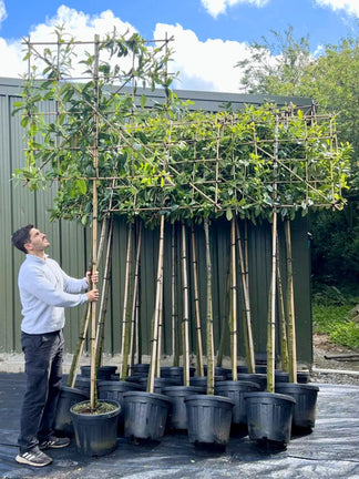 Novita Cherry Laurel Pleached Tree [Prunus laurocerasus 'Novita'] for ...