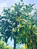 Novita Cherry Laurel Pleached Tree [Prunus laurocerasus 'Novita'] for ...
