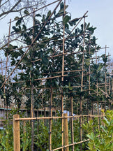 Novita Cherry Laurel Pleached Tree [Prunus laurocerasus 'Novita'] for ...