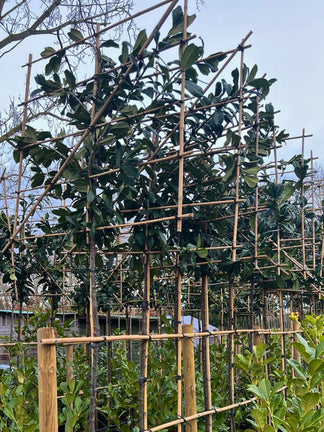 Novita Cherry Laurel Pleached Tree [Prunus laurocerasus 'Novita'] for ...