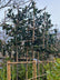 Novita Cherry Laurel Pleached Tree [Prunus laurocerasus 'Novita'] for ...