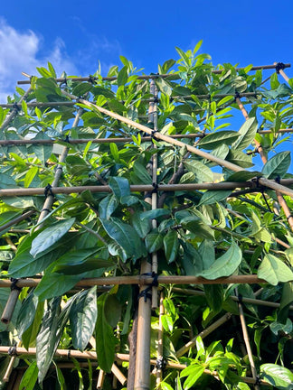 Novita Cherry Laurel Pleached Tree [Prunus laurocerasus 'Novita'] for ...