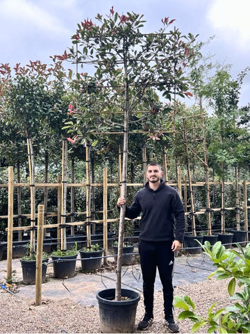 Elevated Elegance: Can Pleached Trees Be Grown in Pots, Containers or ...