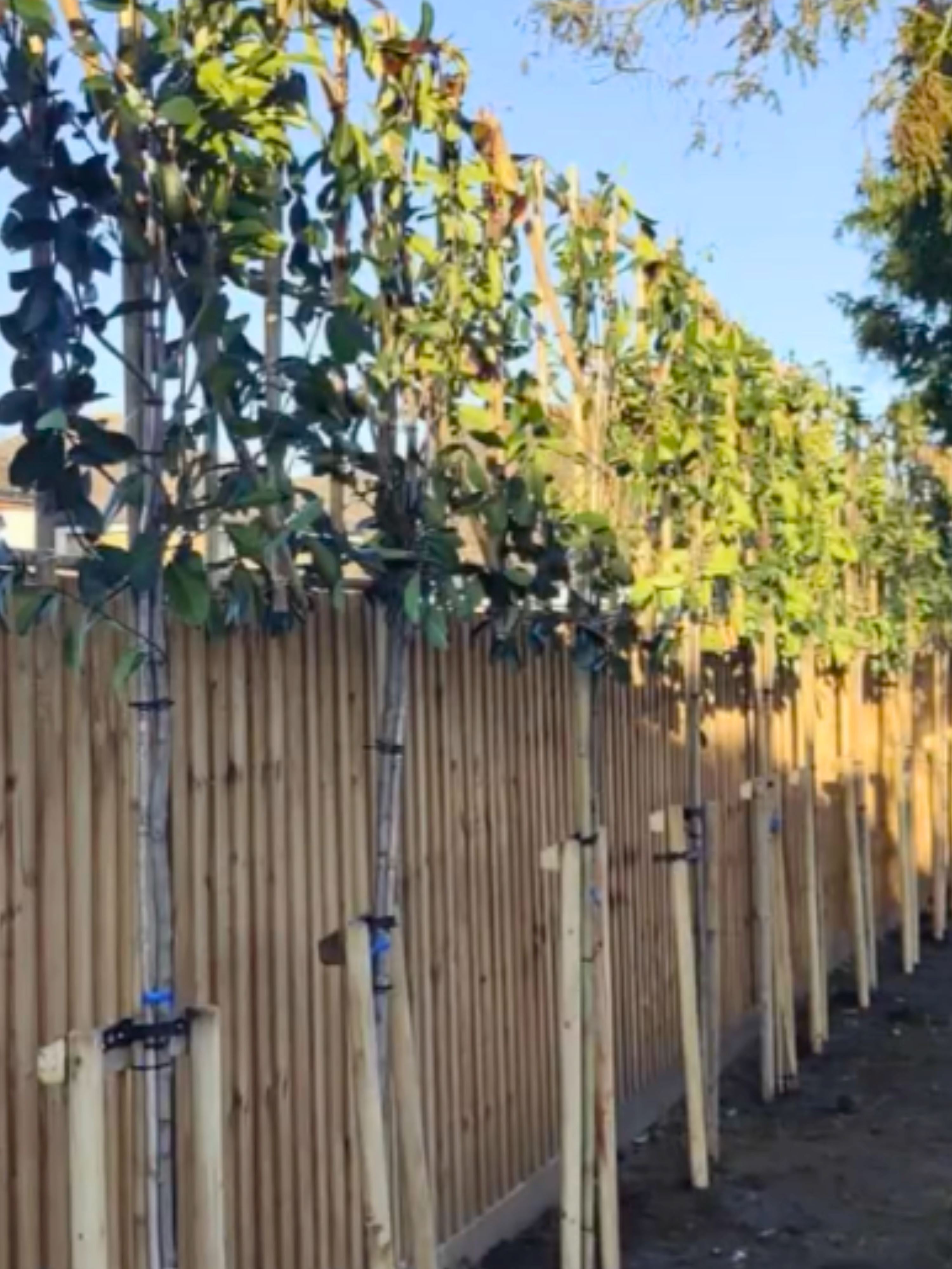Pleached Tree Planting Service | Pleached Trees for Priavcy Screening ...