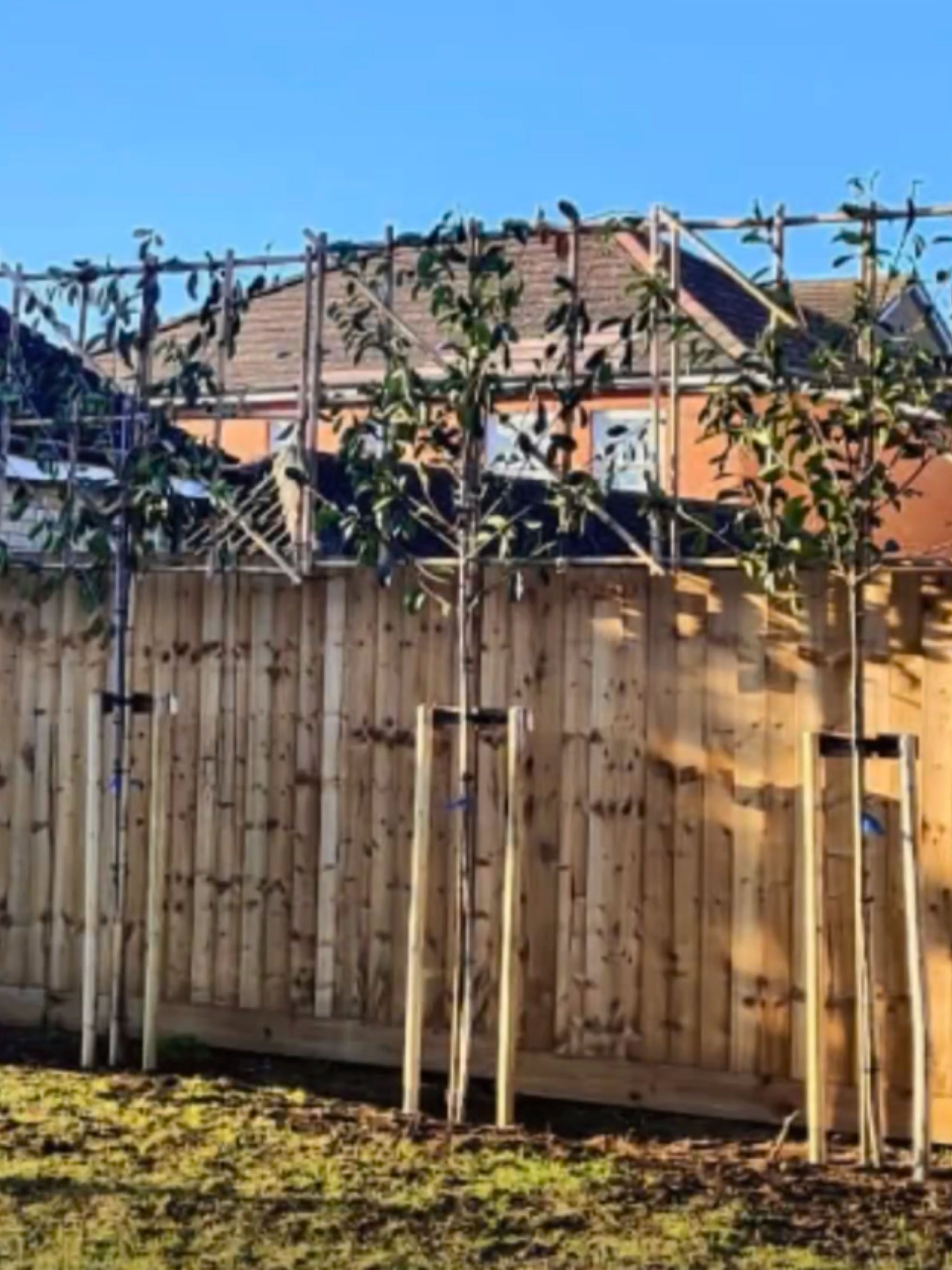Pleached Tree Planting Service | Pleached Trees for Priavcy Screening ...